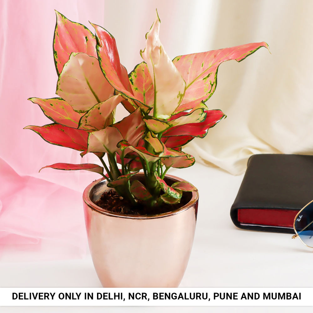 Cylinder Electronic Diffuser | Winni