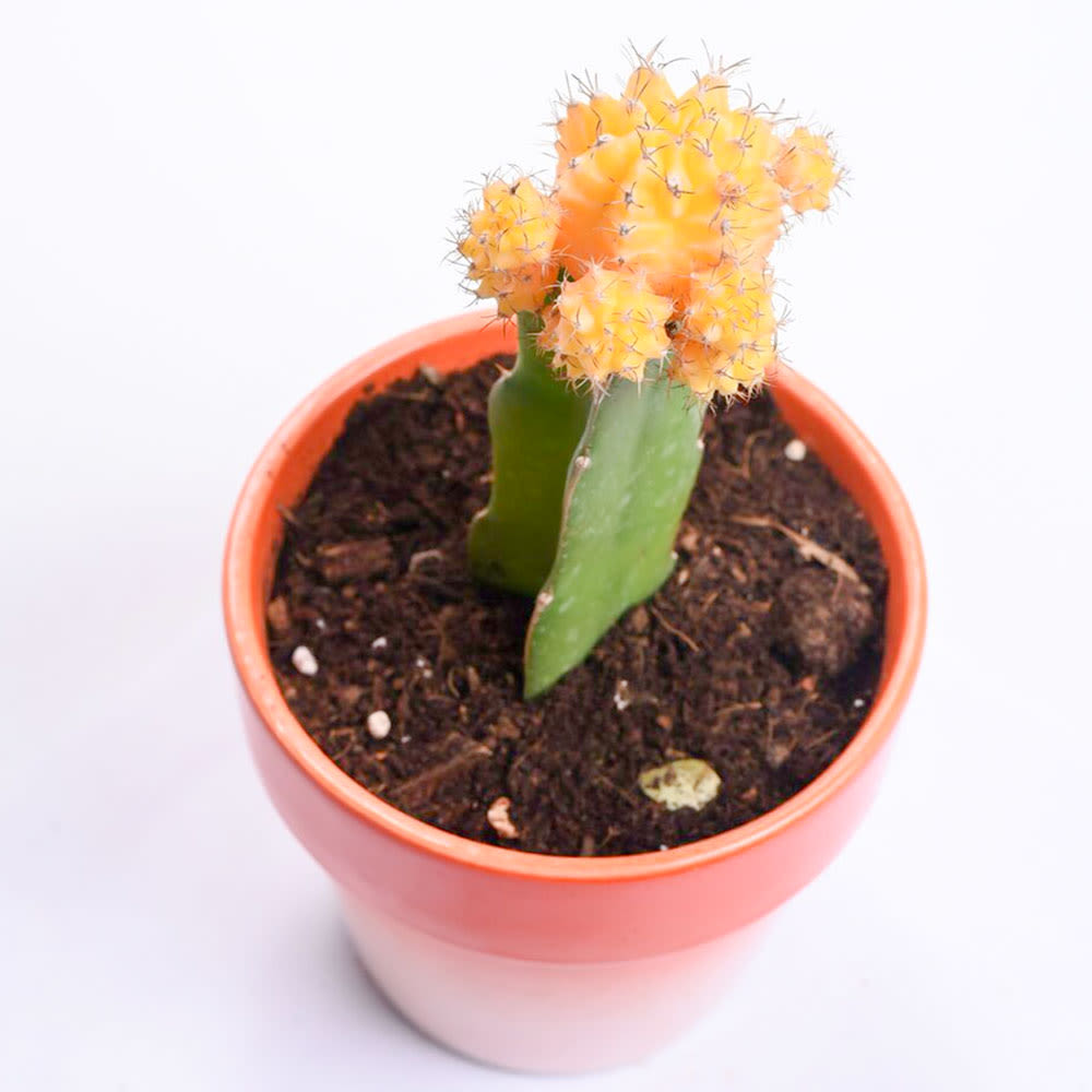 Citrus Kissed Cactus | Winni