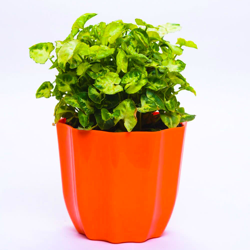 Coral Syngonium Mini | Winni