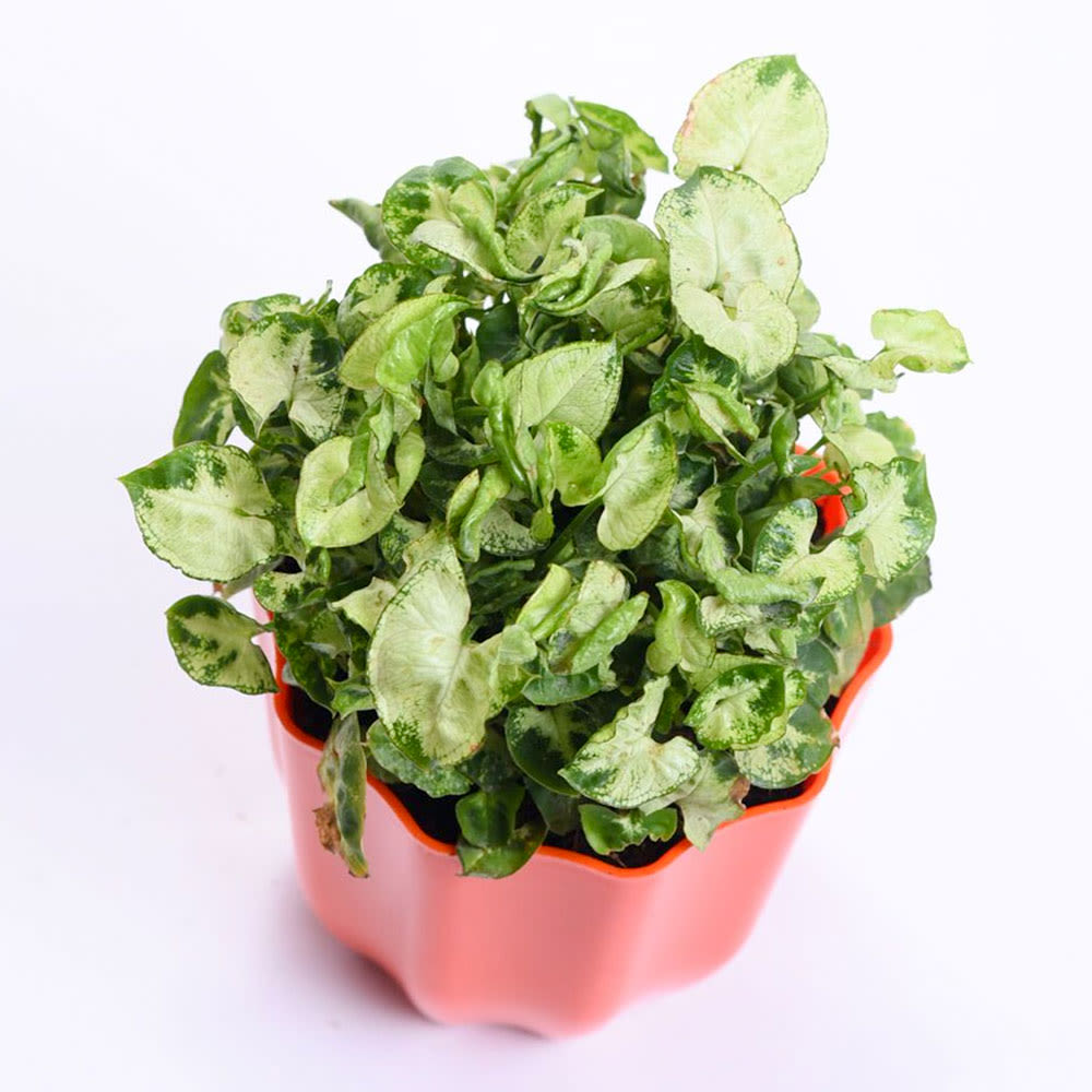 Coral Syngonium Mini | Winni