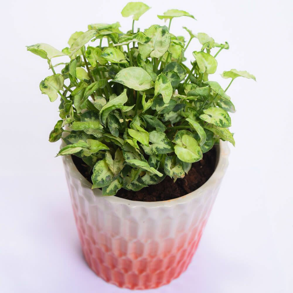 Ombre syngonium mini | Winni