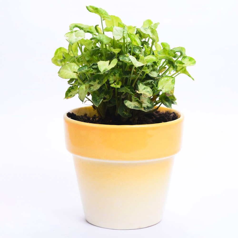 ombre yellow syngonium mini | Winni