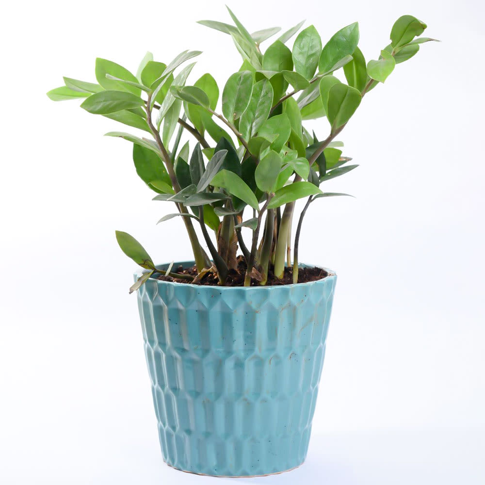 Bluish green ZZ Plant | Winni