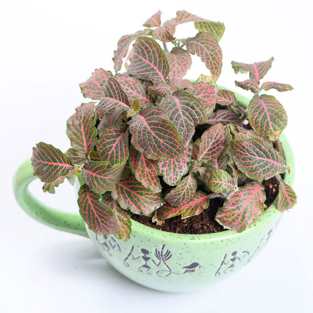 Cup of Fittonia Pink | Winni