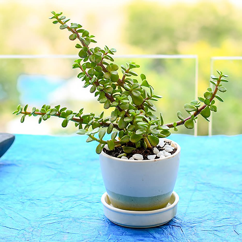 Spectacular Jade Plant in Ceramic Pot for Loving Dad | Winni