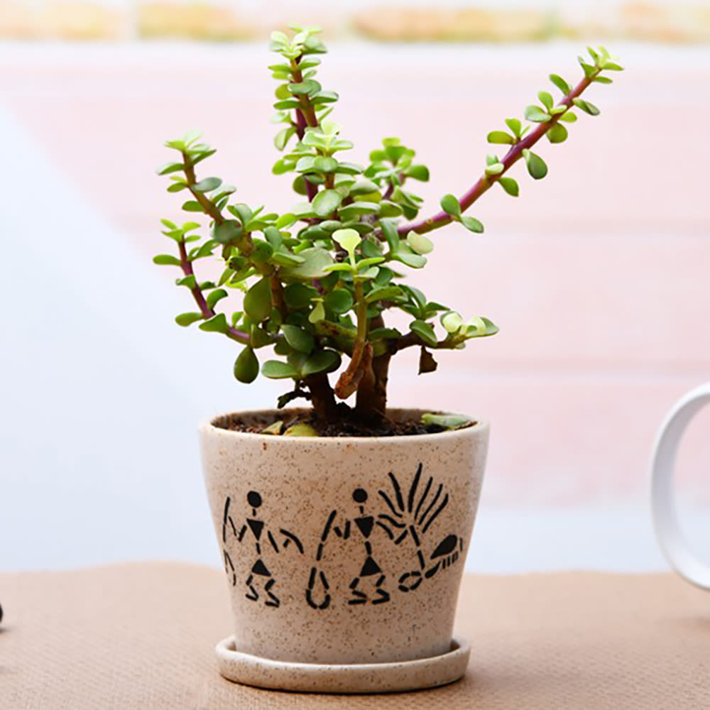 Enchanting Jade plant for Memorable Moments | Winni Enchanting Jade plant for Memorable Moments | Winni