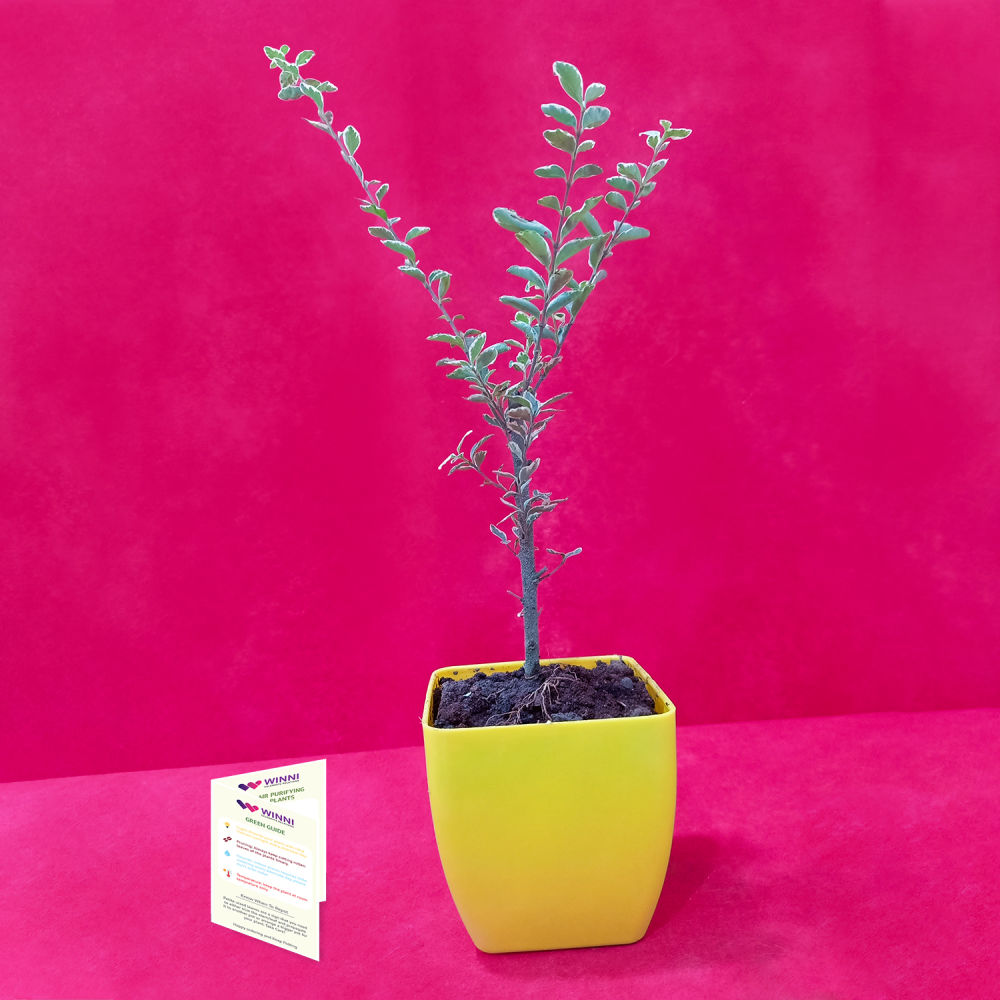 Hedge variegated | Winni
