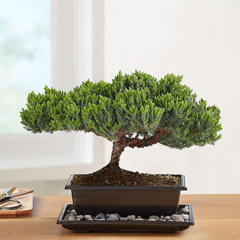 Amazing Bonsai | Winni