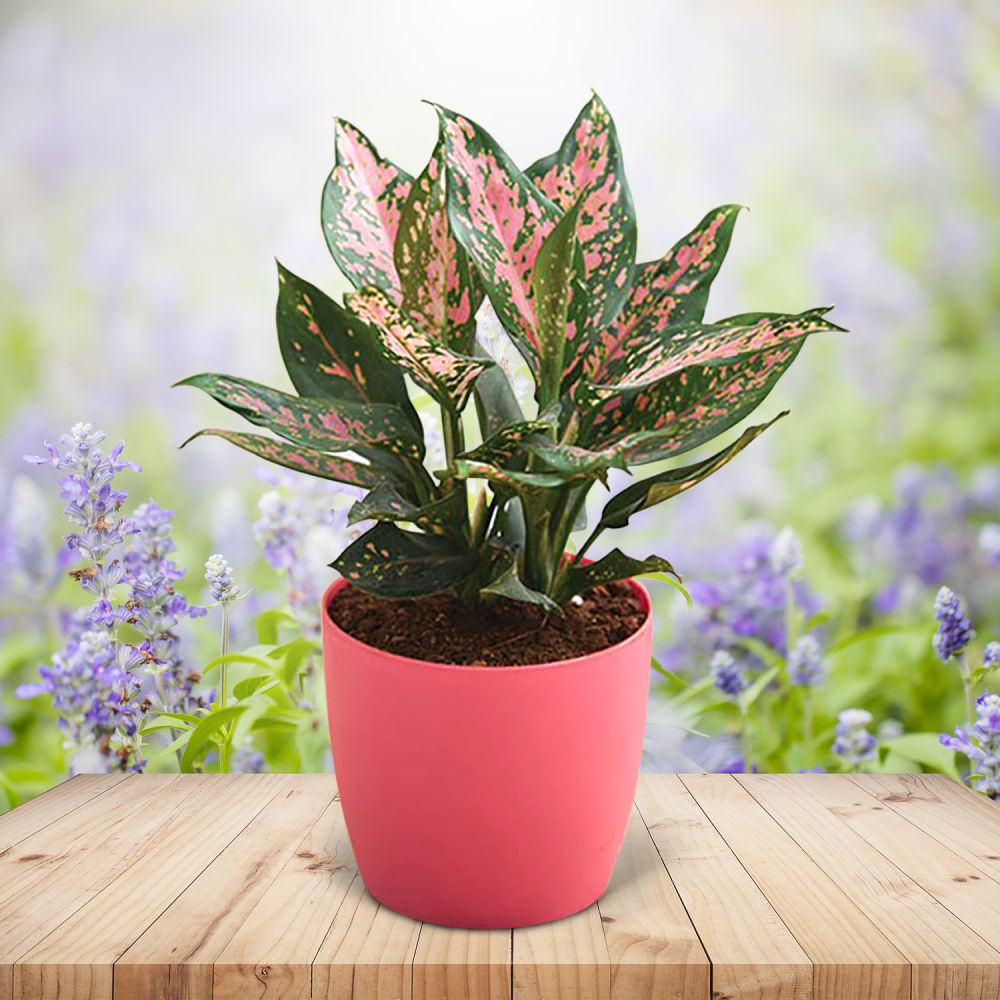 Order Online Beautiful Aglaonema To Keep Your Indoor Air Fresh and ...