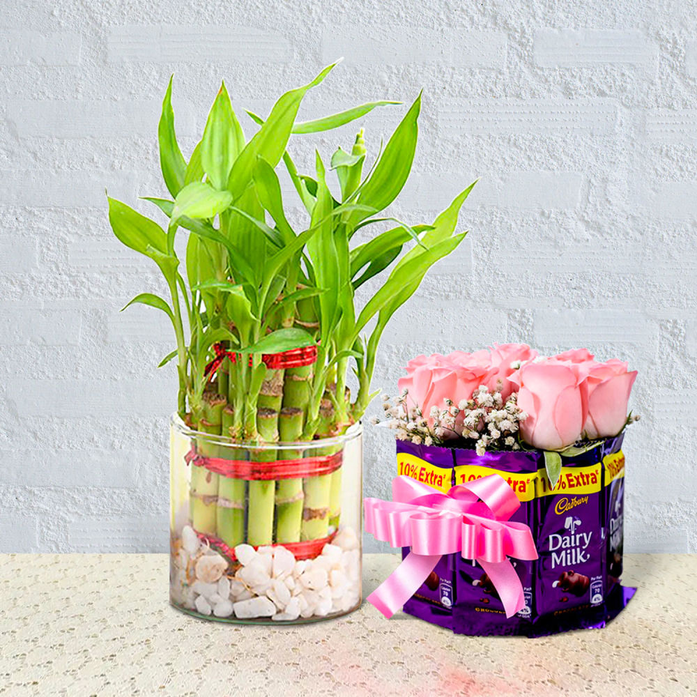 Lucky Bamboo With Chocolate Bunch | Winni