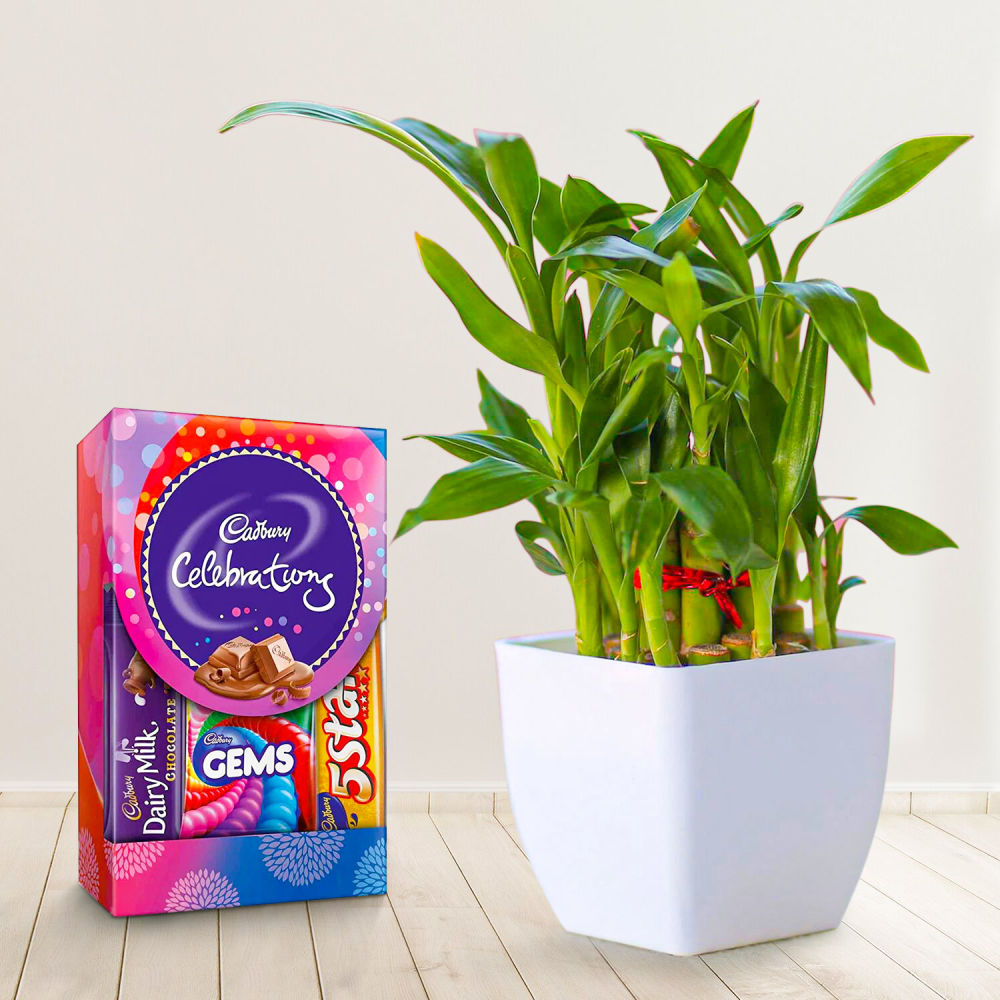 Lucky Bamboo With Small Cadbury Pack | Winni