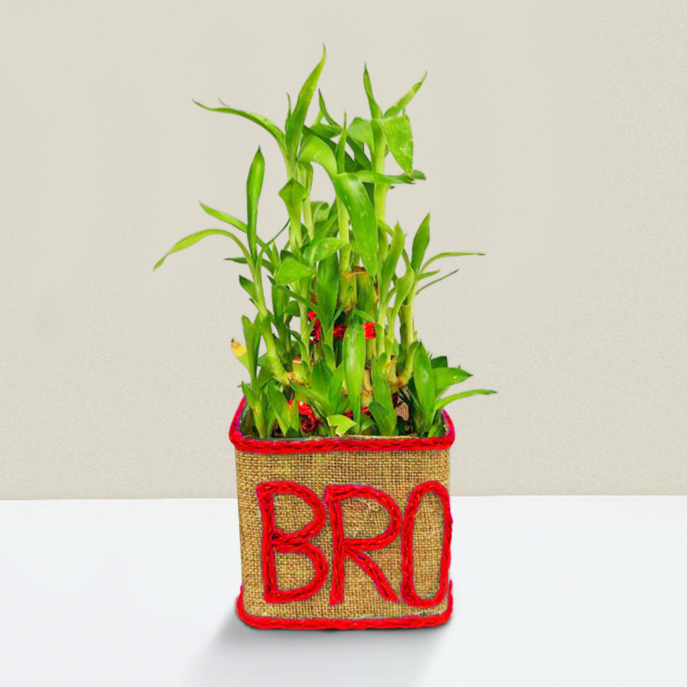 Bro Bamboo Plant | Winni