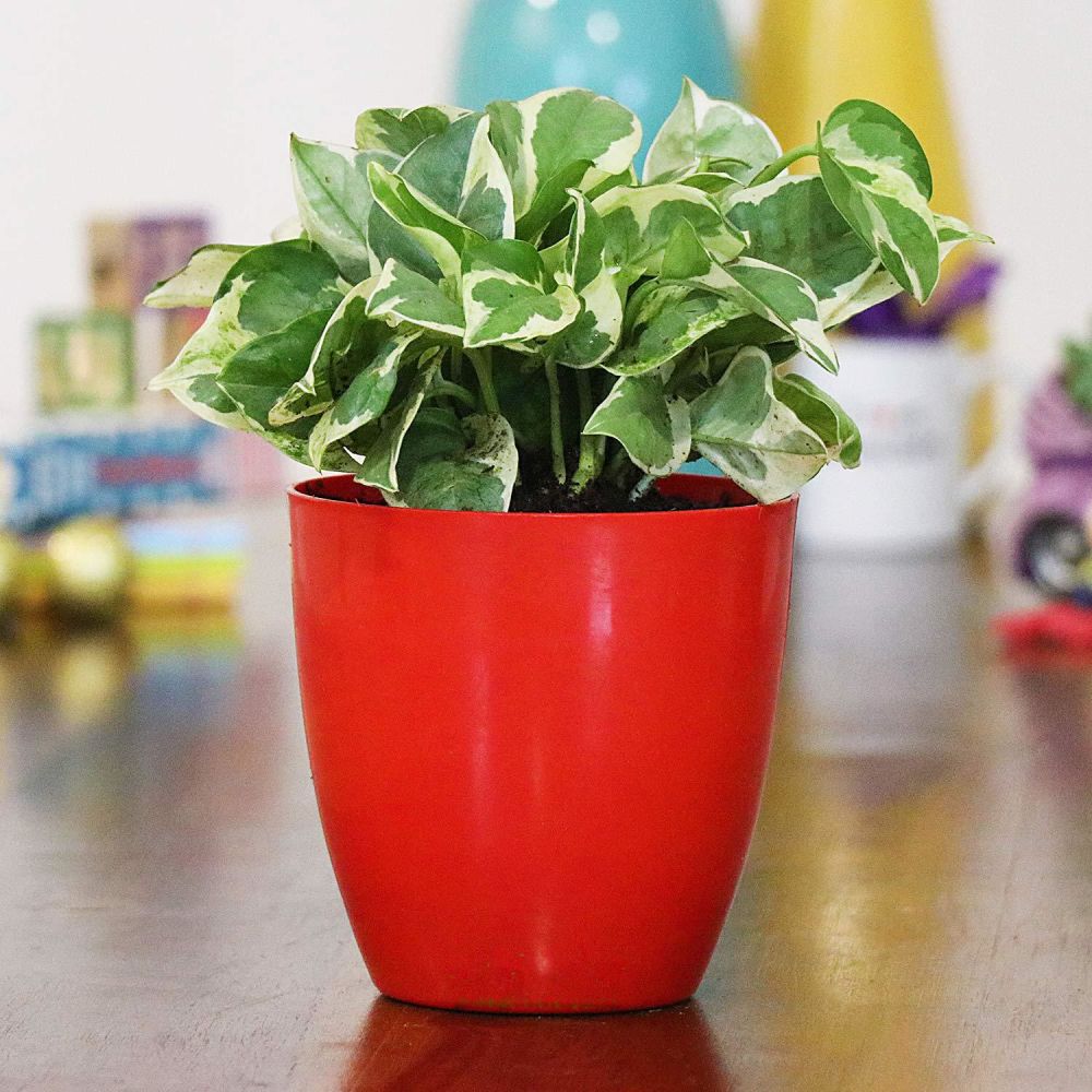 Pothos Plant In Red Pot | Winni