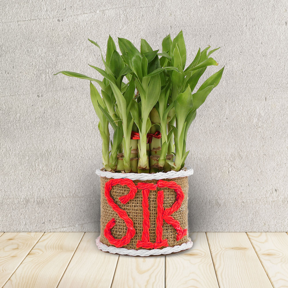 Sir Bamboo Plant | Winni