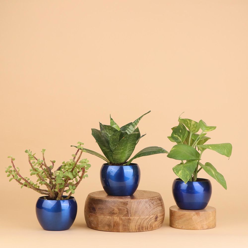 Peaceful Plant Trio | Winni