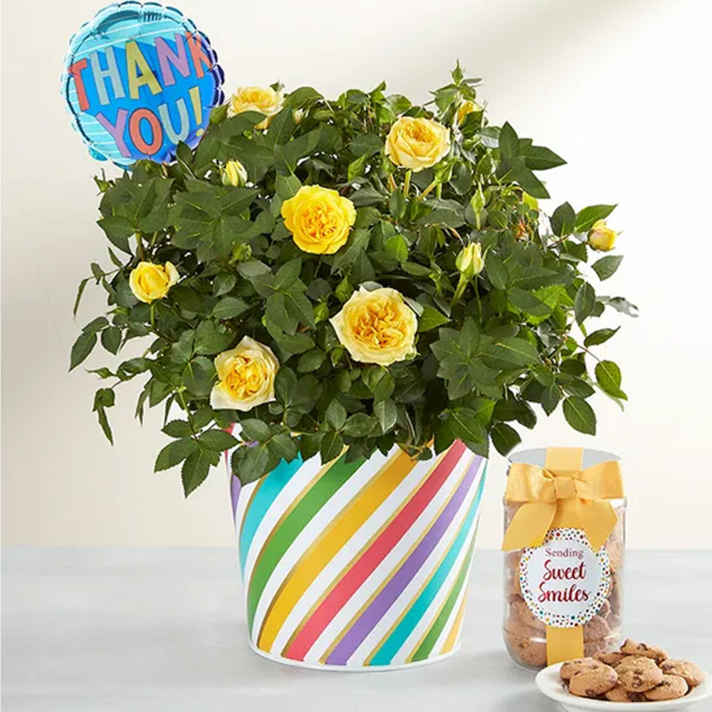 Attractive Thank You Rose Plant | Winni
