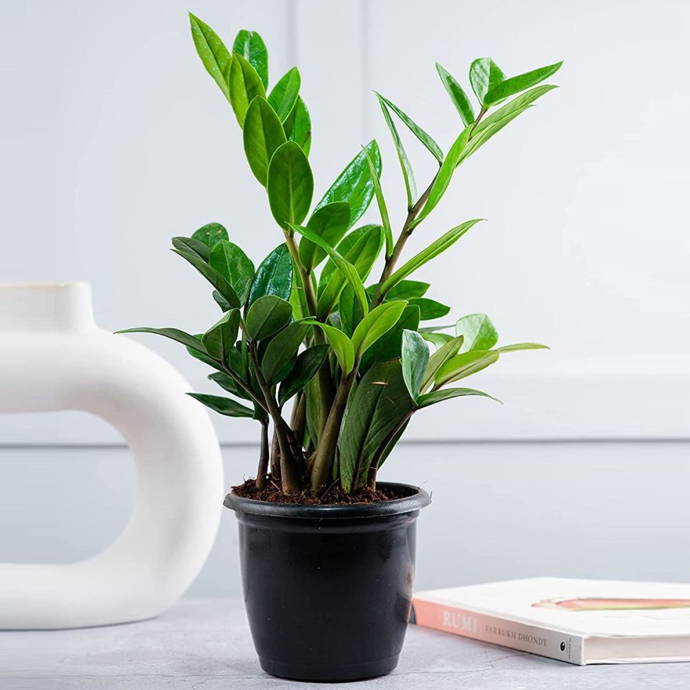 Pretty Zeze Plant | Winni