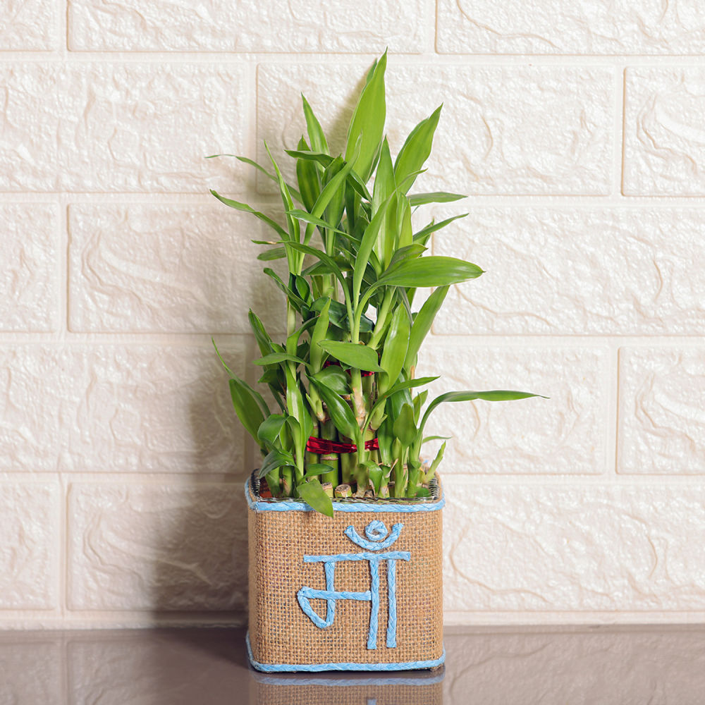 Attractive Maa Bamboo Plant | Winni