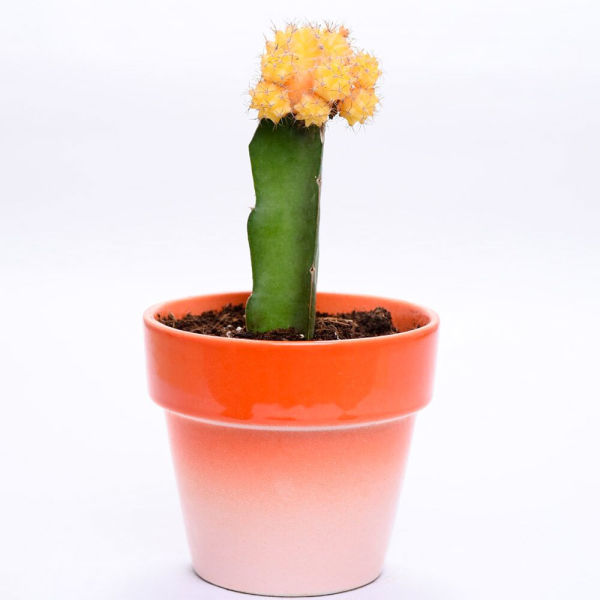 Citrus Kissed Cactus | Winni