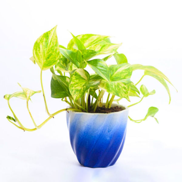 Ombre enjoy money plant | Winni