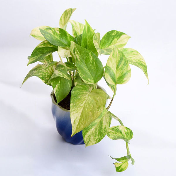 Ombre enjoy money plant | Winni