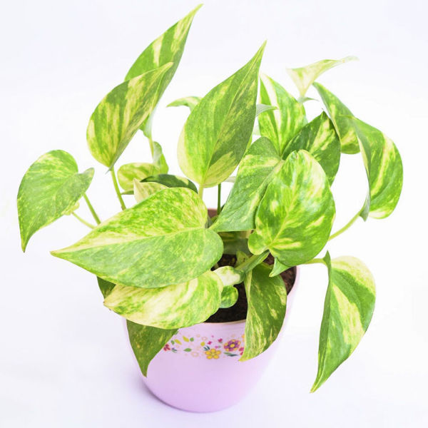 Pink delight enjoy money plant | Winni