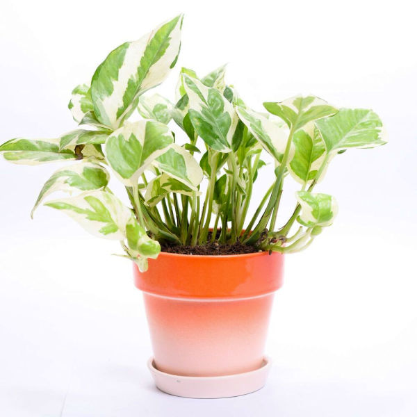 ombre orange white pothos | Winni