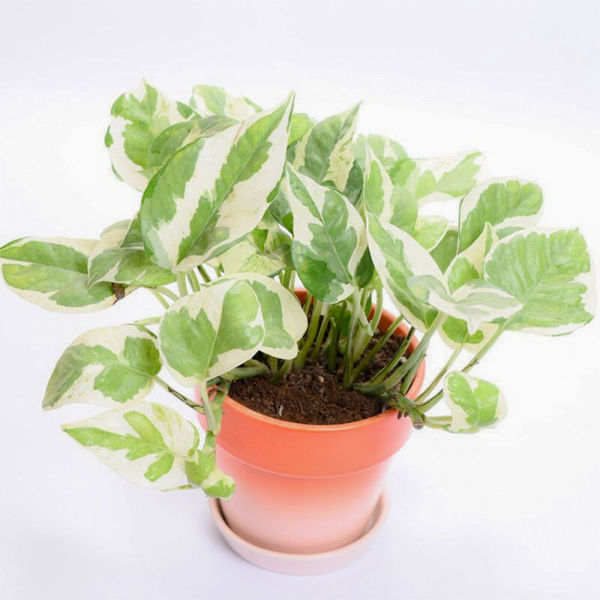 ombre orange white pothos | Winni