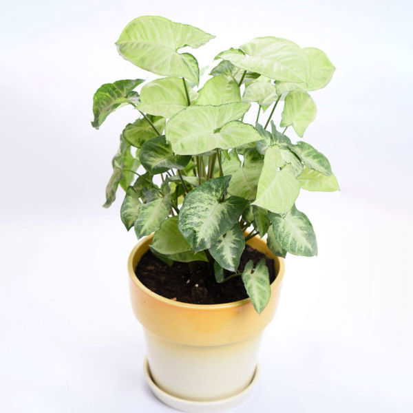 Yellow Syngonium | Winni