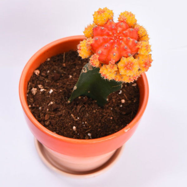 Tangy Orange Cactus | Winni