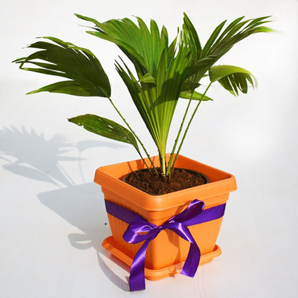 Table Palm | Winni