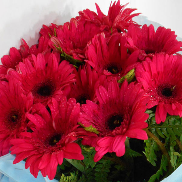 Serene Beauty A bunch of Pink Gerbera flowers | Winni