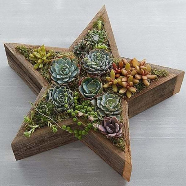 Wood Star Succulent | Winni