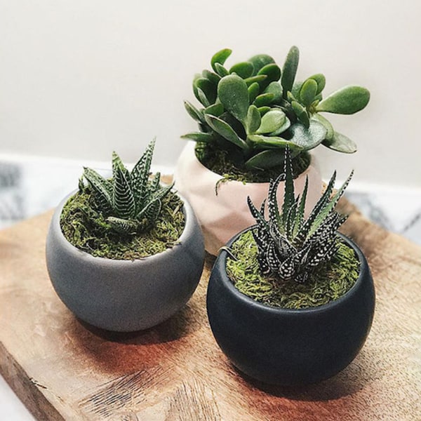 Succulent Combo | Winni