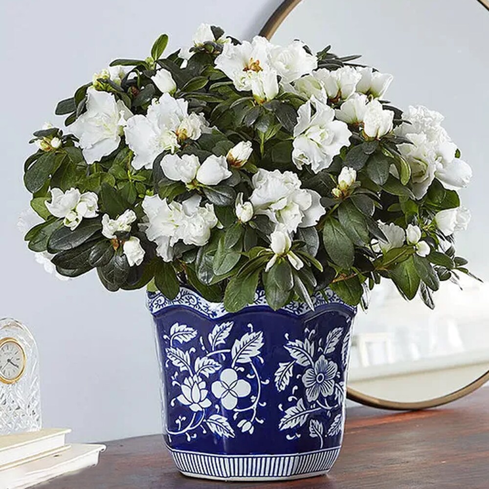 Beautiful Azalea Surprise | Winni