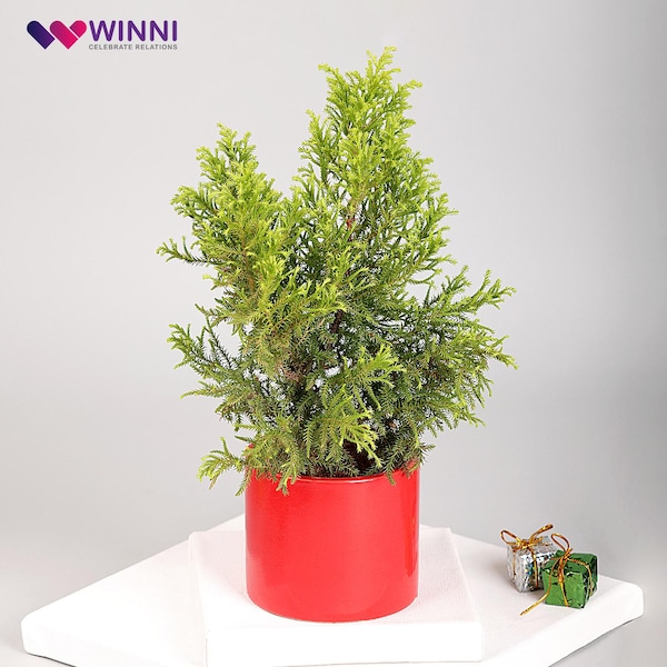 Moonlight Christmas Cypress Plant | Winni