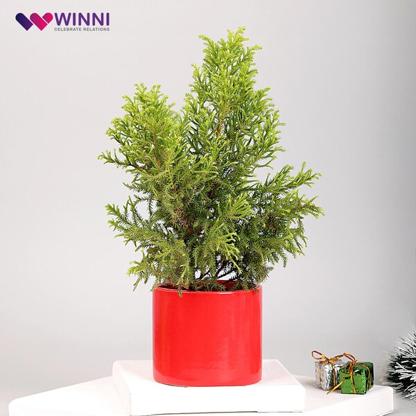 Moonlight Christmas Cypress Plant | Winni