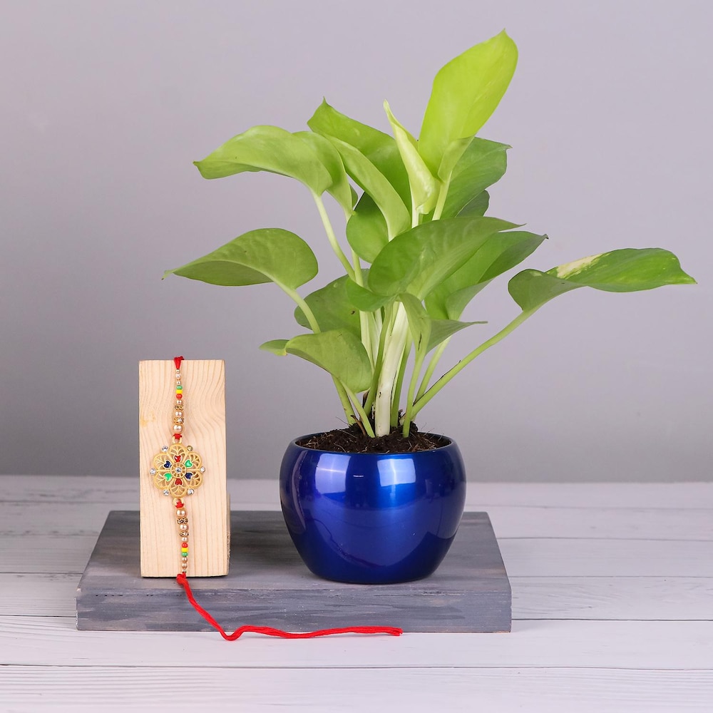 Mix Stone Rakhi With Money Plant Winni