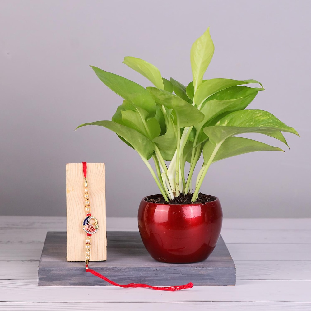 Peacock Stone Rakhi With Money Plant Winni