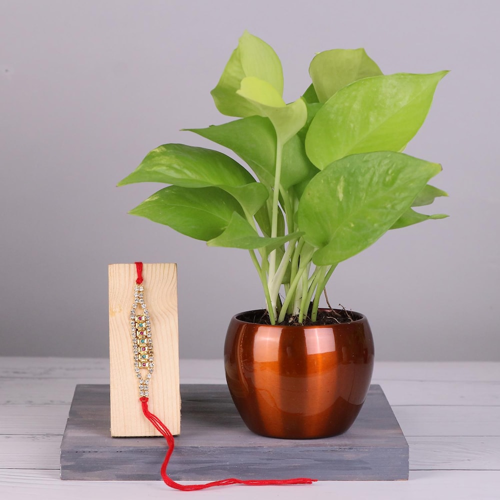White Stone Rakhi With Money Plant Winni