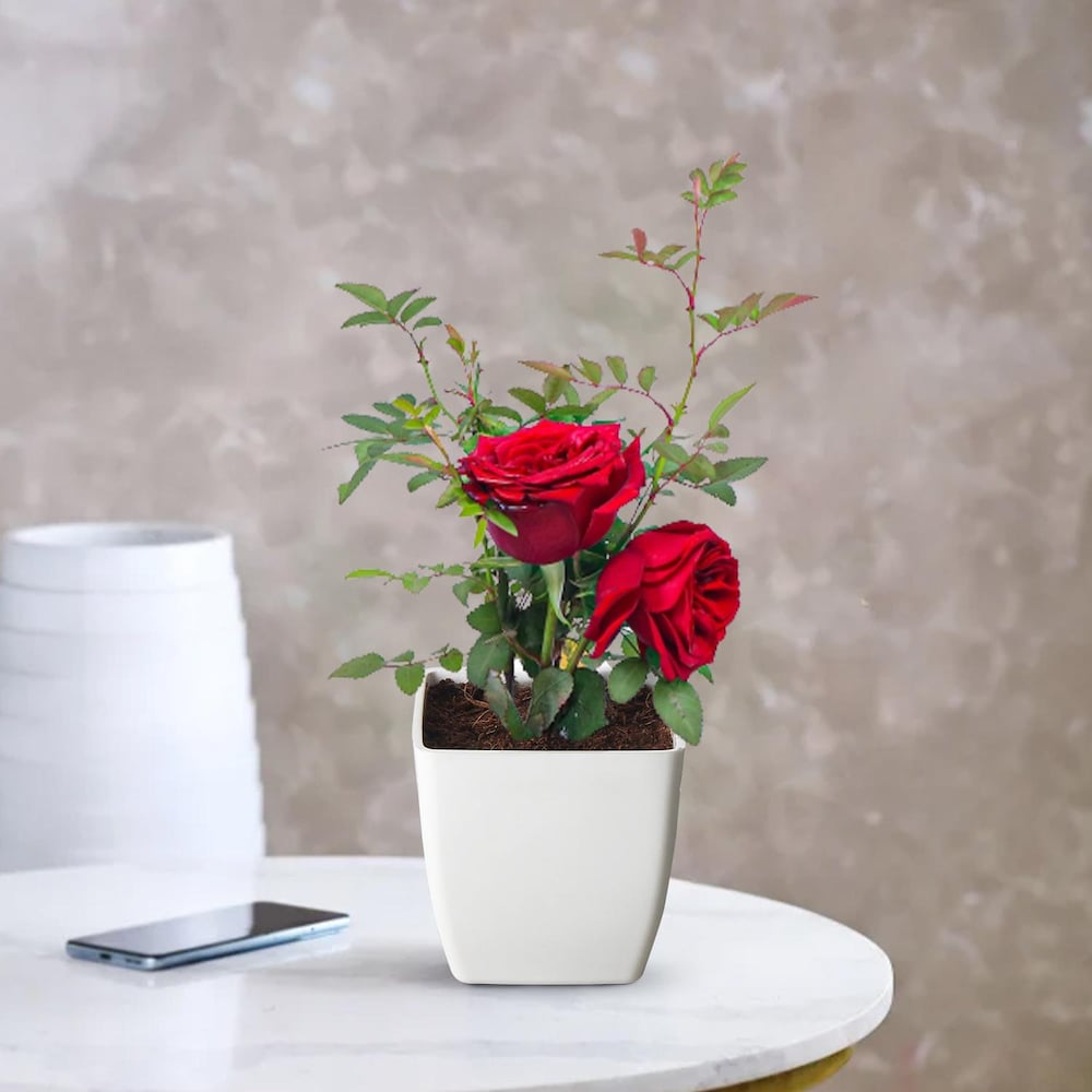 Adorable Red Rose Plant | Winni