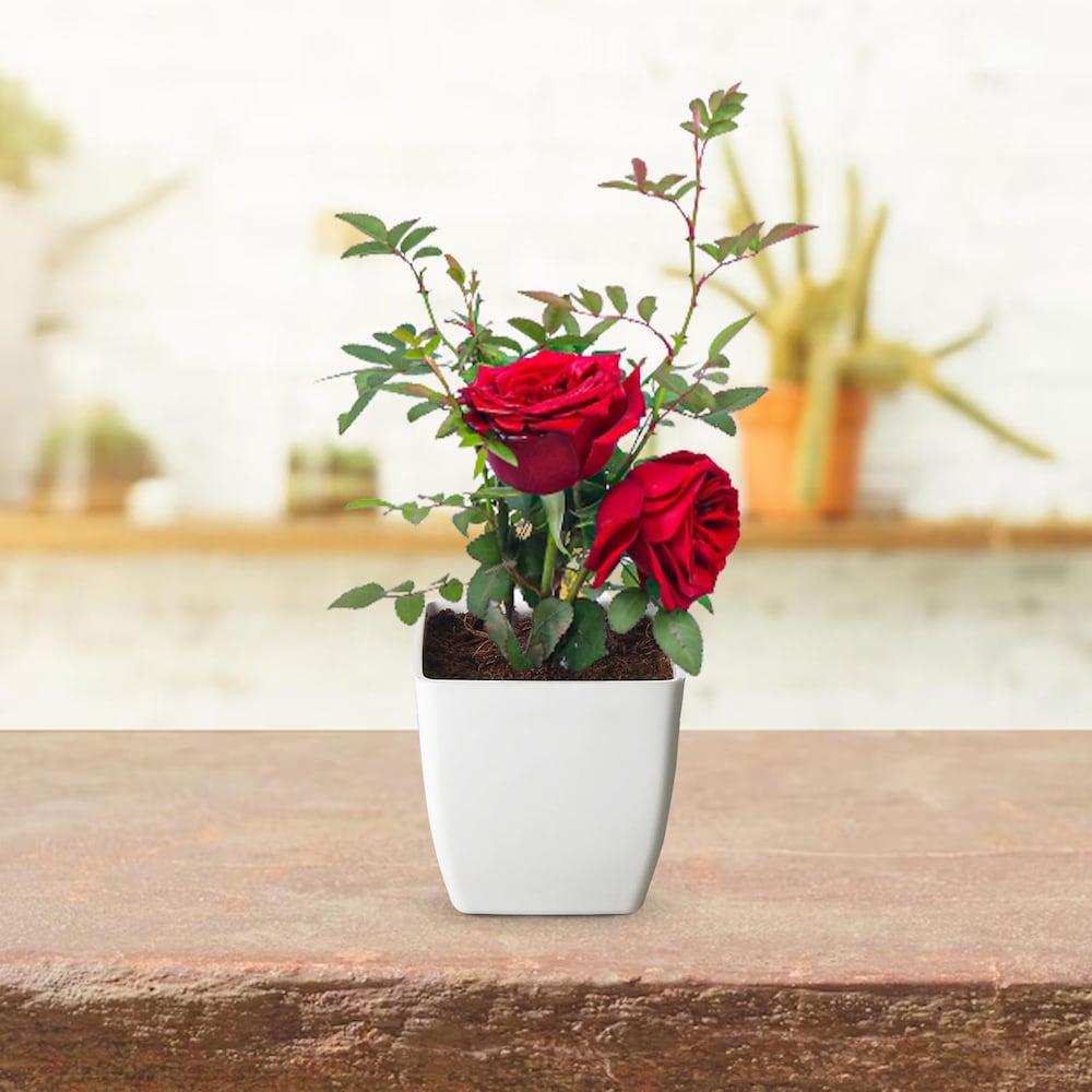 Adorable Red Rose Plant | Winni