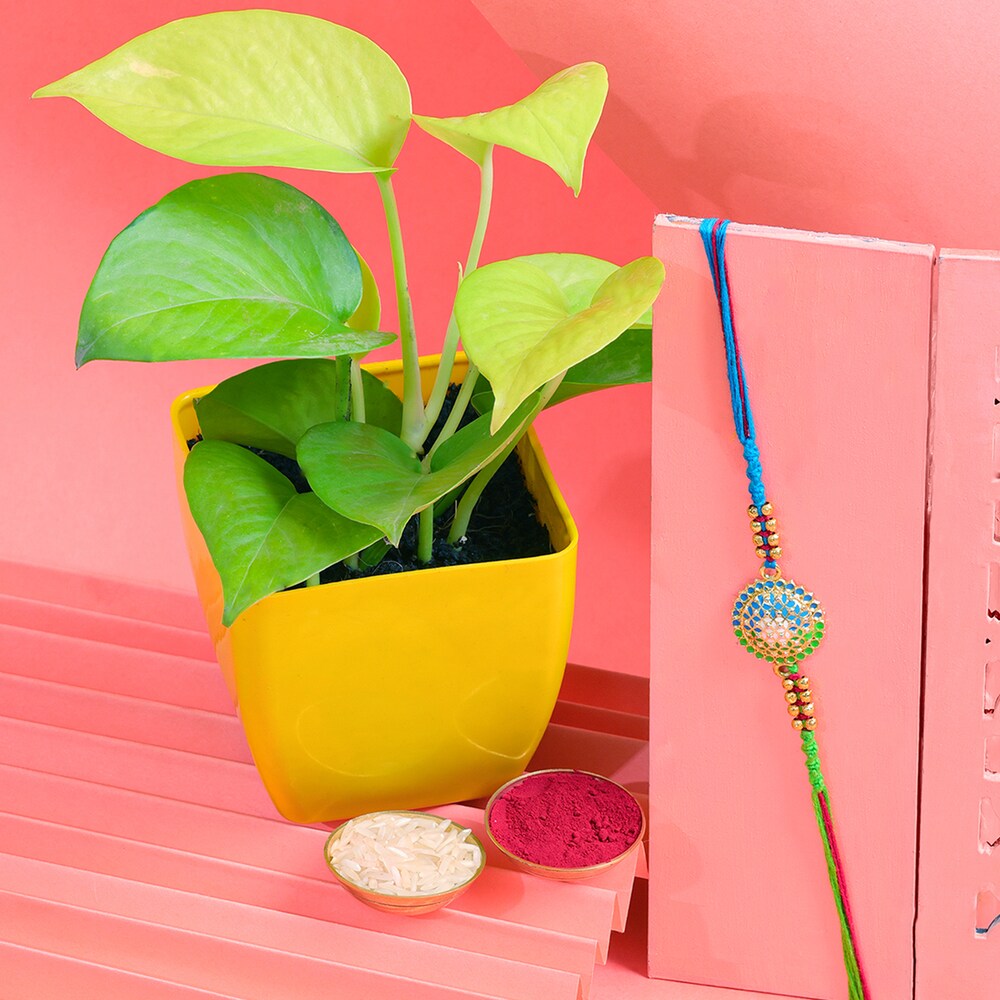 Money Plant With Meenakari Rakhi Winni