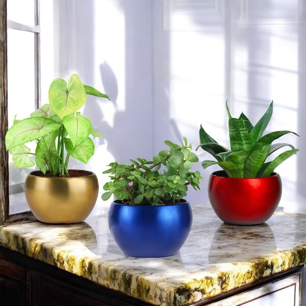 Valentines Special Triple Plant Set | Winni